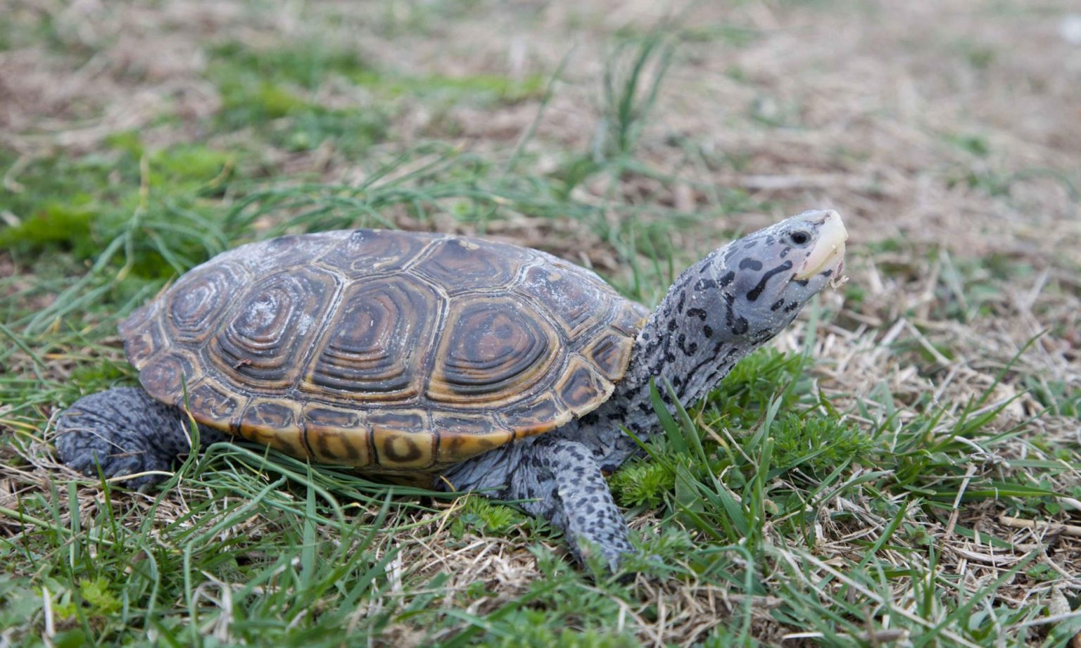 Alderney Terrapin Rescue – A Forever Home for your Pet Terrapin?