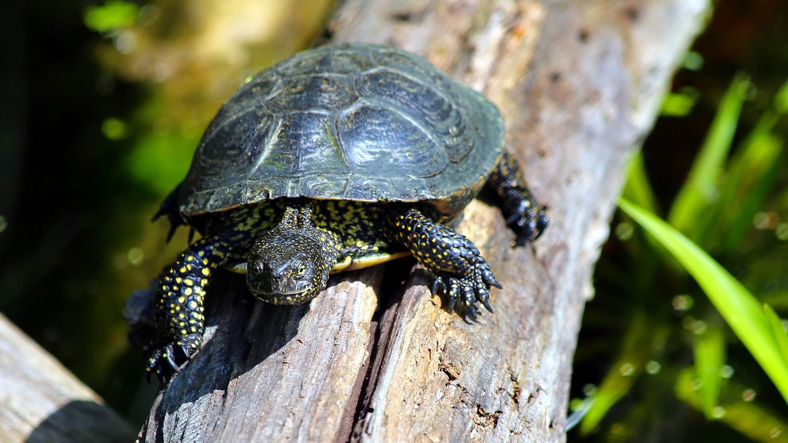 Alderney Terrapin Rescue – A Forever Home for your Pet Terrapin?