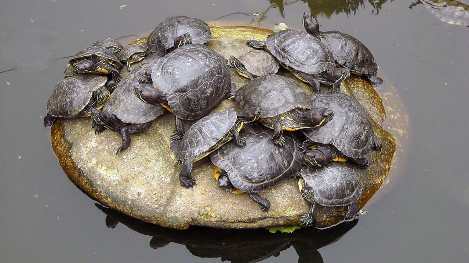 Alderney Terrapin Rescue – A Forever Home for your Pet Terrapin?